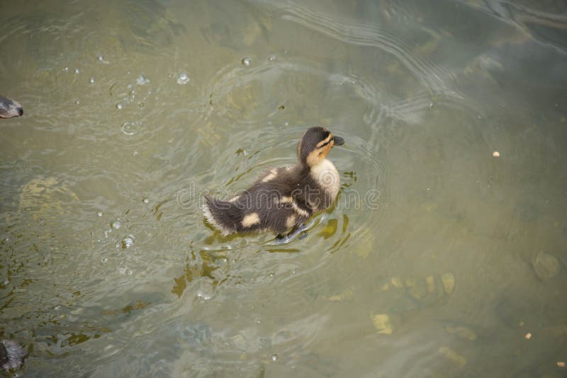 Baby duck stock photo. Image of alone, duck, pond, swimming - 94644936