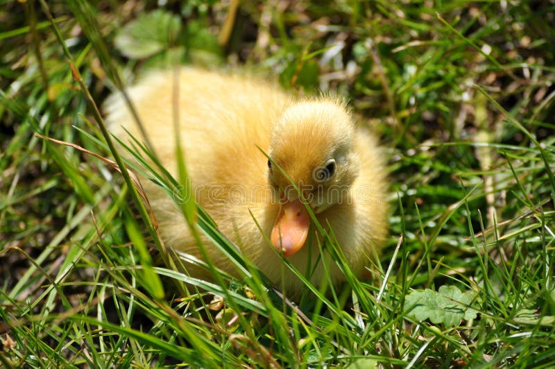 Baby duck stock image. Image of anatidae, downy, mallard - 274513071