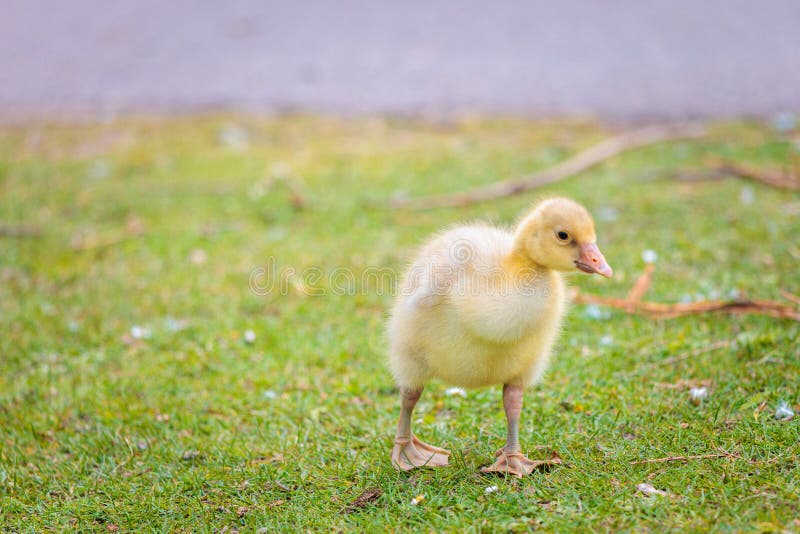 Baby Duck Walking on Grass, Shore of River Thames Stock Photo - Image ...