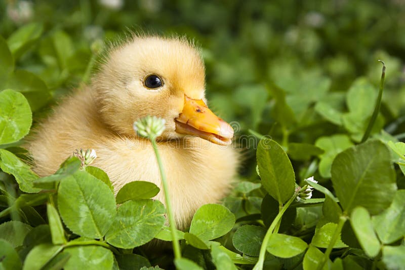 Baby duckling in clover stock photo. Image of animal - 20164932