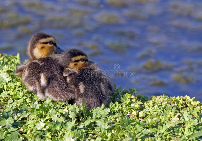 Baby Ducks stock photo. Image of glide, bird, beak, duckling - 14375904