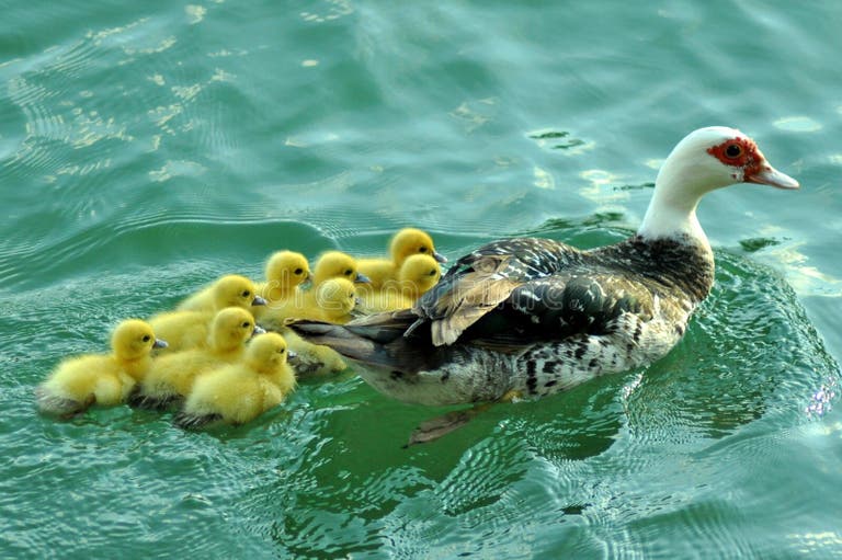 390 Baby Ducks Following Human Stock Photos - Free & Royalty-Free Stock ...