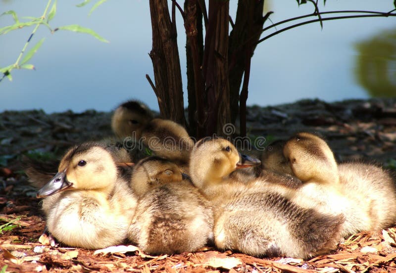 5+ Twin baby duck Free Stock Photos - StockFreeImages