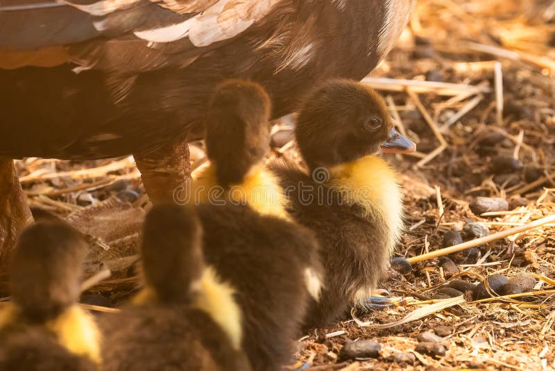 Baby ducks close up view. stock image. Image of family - 291004261