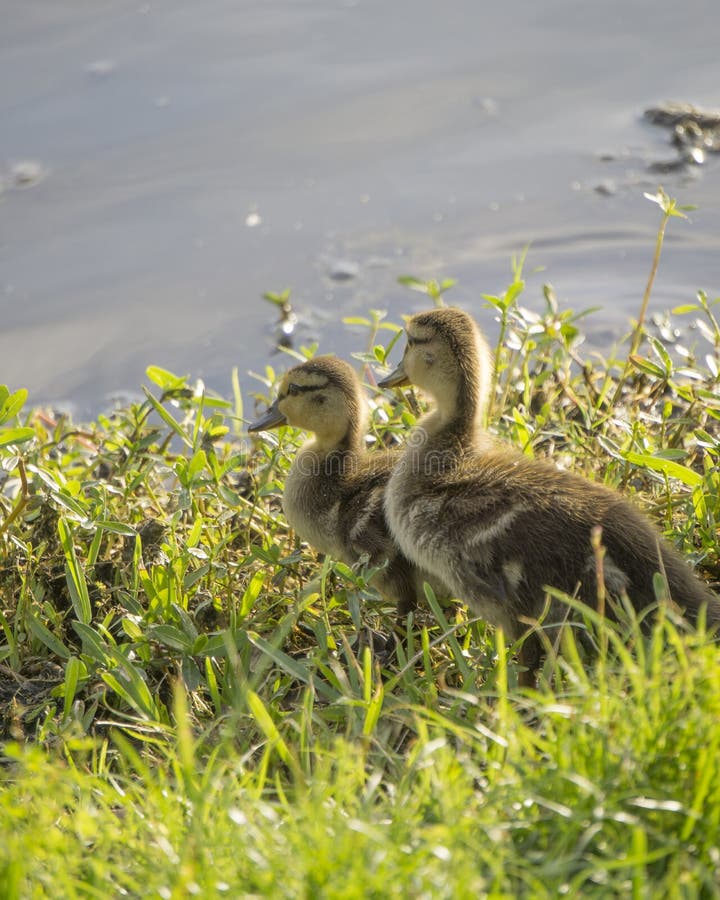 Baby Ducks stock image. Image of little, animal, bird - 69660583