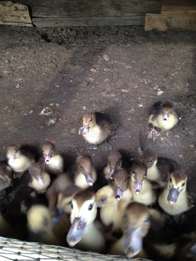 Baby ducks stock photo. Image of ducks, duck, farm, poultry - 45445612