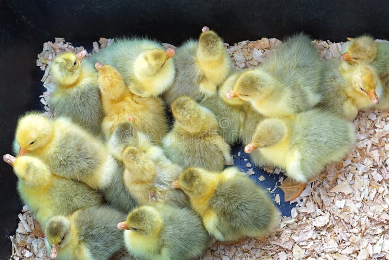 Baby ducks stock photo. Image of duck, animals, animal - 65110796