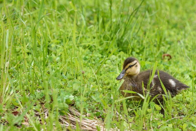 Baby Ducks Signal the Spring Stock Photo - Image of walking, close ...