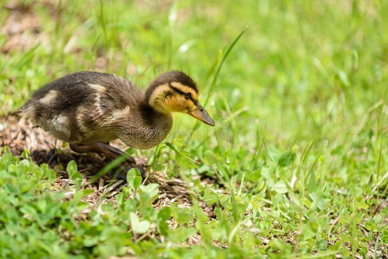Baby Ducks Signal the Spring Stock Photo - Image of beak, baby: 94951244