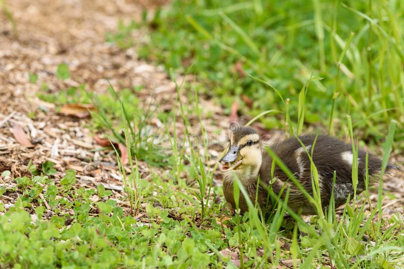 Baby Ducks Signal the Spring Stock Photo - Image of duck, muddy: 94951092