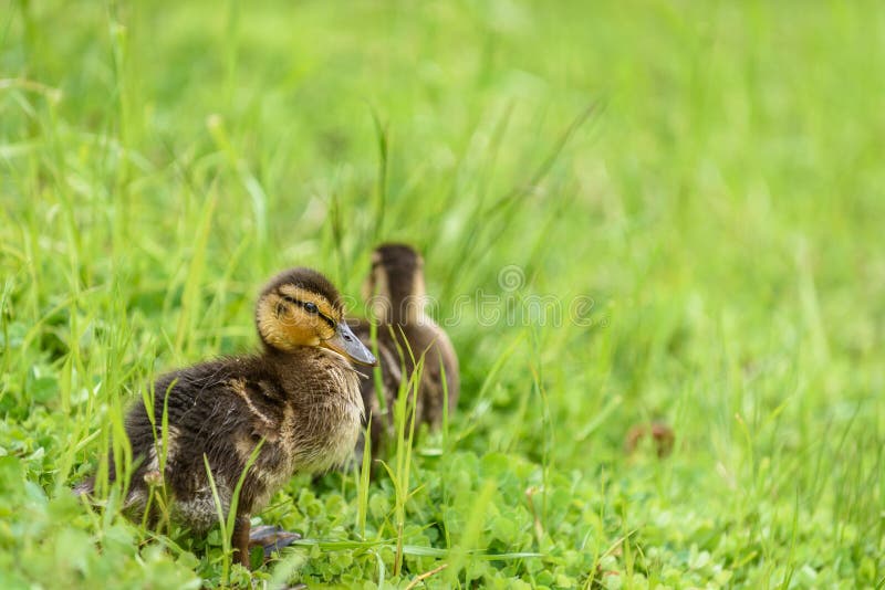 Baby Ducks Signal the Spring Stock Image - Image of baby, looking: 94951071