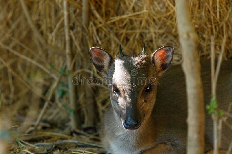 Duiker, Yellow-backed (Cephalophus Silvicultor) Stock Photo - Image of ...
