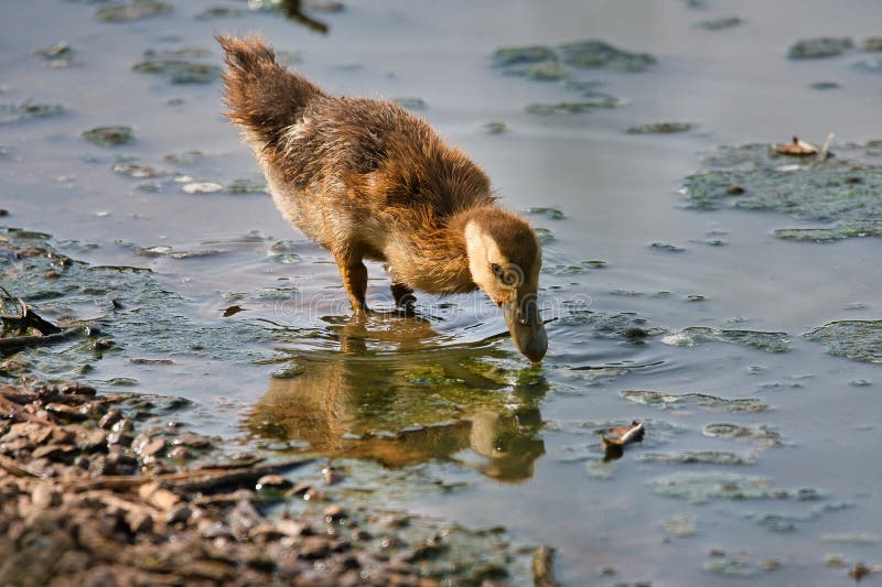 Baby Duke in the lake stock image. Image of beak, feather - 289778479