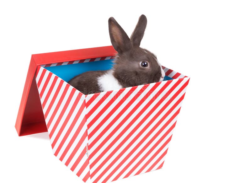 Rabbit Gift stock photo. Image of fluffy, pretty, nature - 13030558