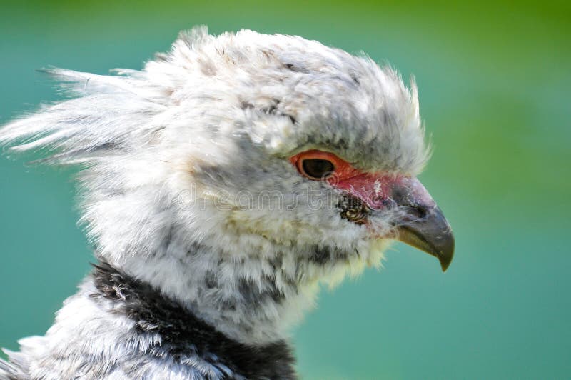 152 Baby Eagle Flying Stock Photos - Free & Royalty-Free Stock Photos ...