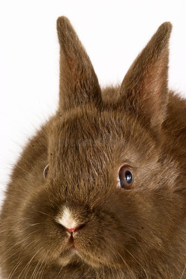 377 Cute Bunny Listening Stock Photos - Free & Royalty-Free Stock ...