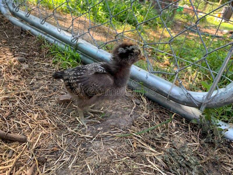 Baby Easter Egger Chick Playing in the Yard Stock Photo - Image of ...