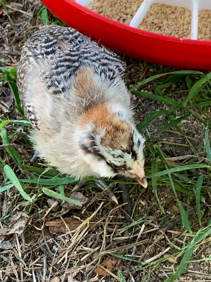 Baby Easter Egger Chick in the Backyard Drinking Water Stock Photo ...