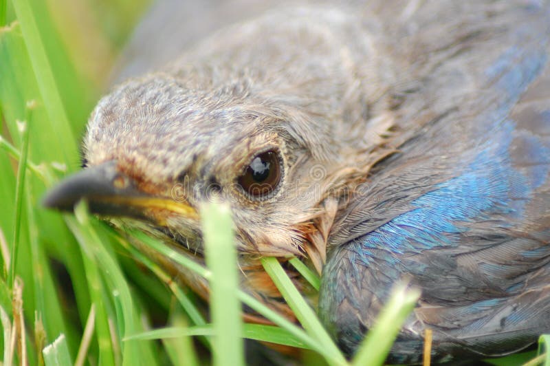 212 Baby Eastern Bluebird Stock Photos - Free & Royalty-Free Stock ...
