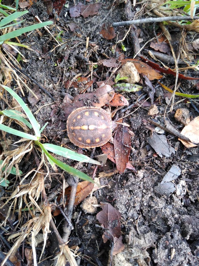 Baby Eastern Box Turtle stock image. Image of eastern - 162551701