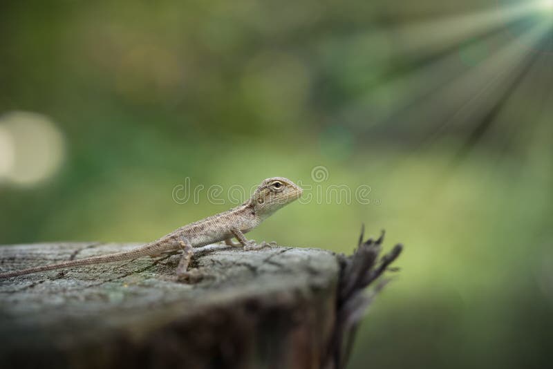 Baby eastern lizard stock photo. Image of asia, crest - 45219008