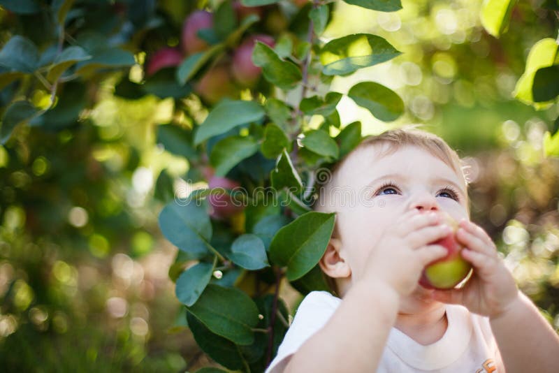 Baby eating an apple stock image. Image of kids, nature - 31276043