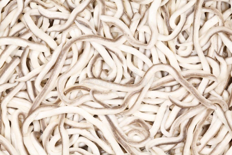 Baby Eels stock image. Image of eels, elvers, baby, angula - 28169169