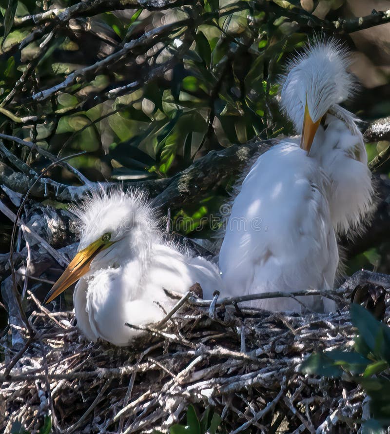 Baby Egrets in a Nest stock photo. Image of green, nature - 349929978