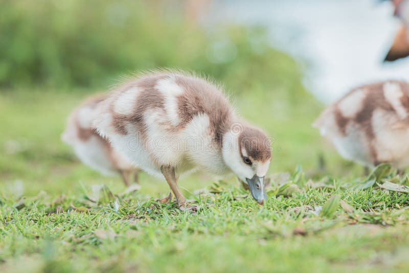 Baby Egyptian Goose and Family in the Riverside, Spring, England Stock ...
