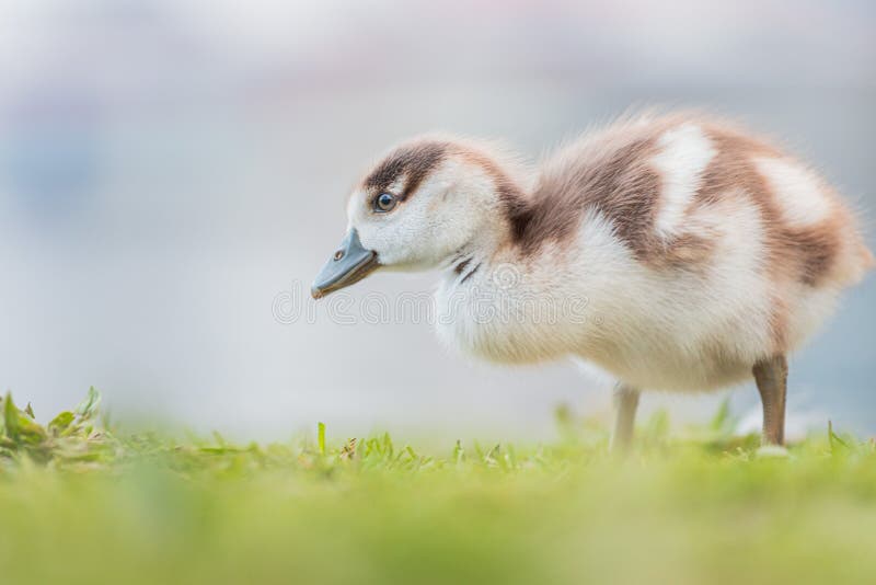 Baby Egyptian Goose and Family in the Riverside, Spring, England Stock ...