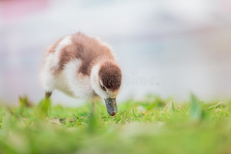 Baby Egyptian Goose and Family in the Riverside, Spring, England Stock ...