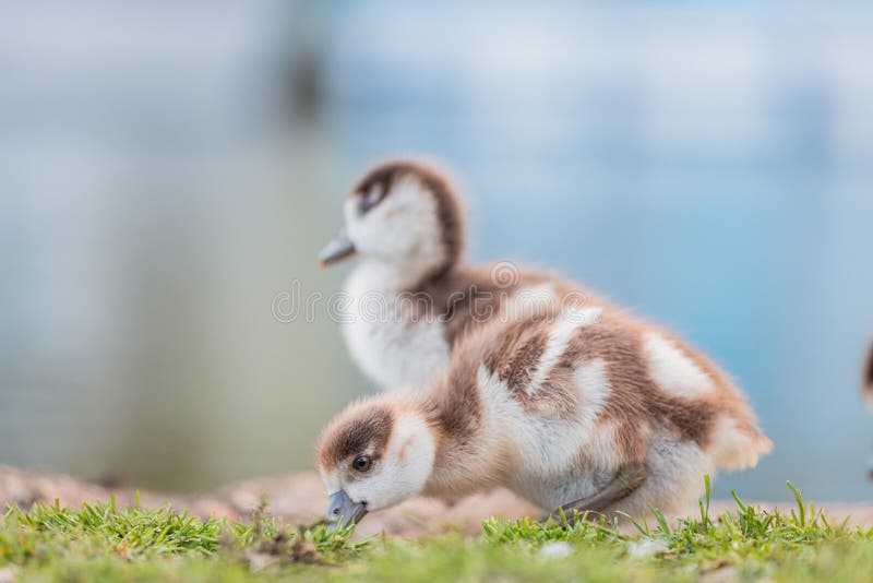 Baby Egyptian Goose and Family in the Riverside, Spring, England Stock ...