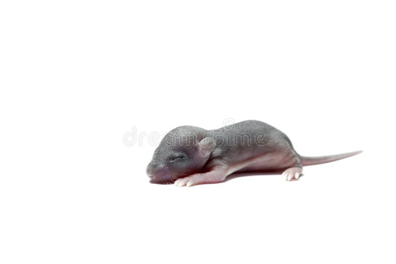 Baby einer Maus stockbild. Bild von ratte, haustier, säugetiere - 51971989