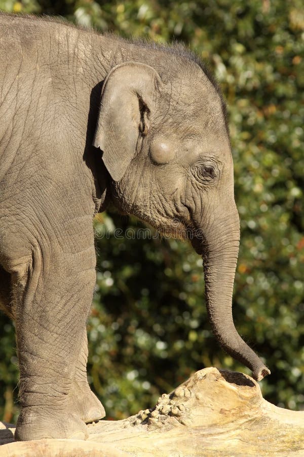 Animals: Elephant Behind Tree Stock Photo - Image of standing, wildlife ...