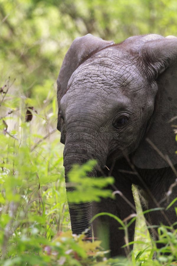 Shy Baby African Elephant Stock Photos - Free & Royalty-Free Stock ...