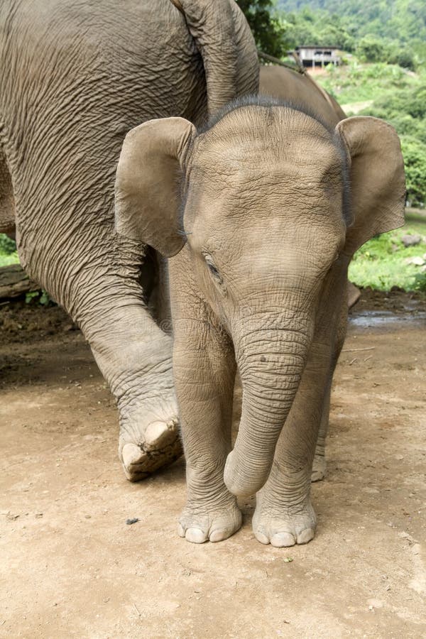 Baby elephant stock image. Image of thailand, heavy, camp - 5054043