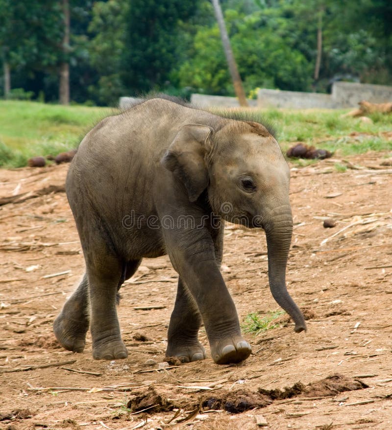 Baby Elephant stock image. Image of large, mammal, herd - 6560811