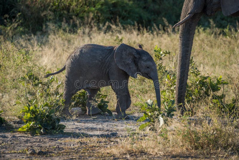 Elephant Approaching Isolated Stock Photo - Image of mammal, endangered ...