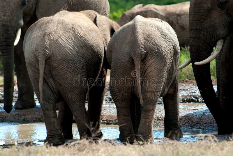 Baby elephant bottoms stock image. Image of mudhole, wilderness - 23504373