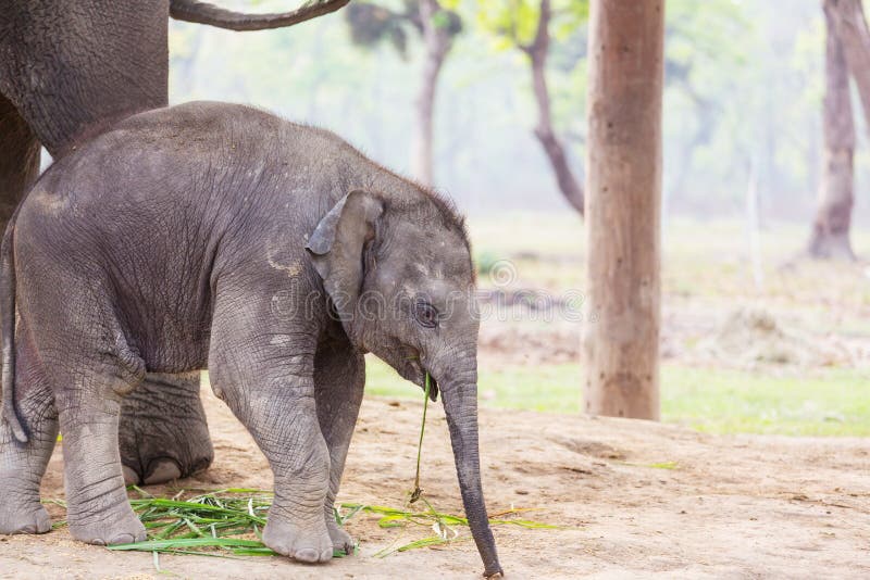 Small elephant stock photo. Image of conservation, grey - 170269168