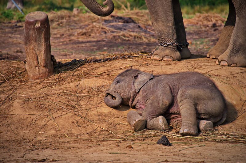 Baby Elephant in Chitwan National Park Stock Photo - Image of country, lying: 261667110