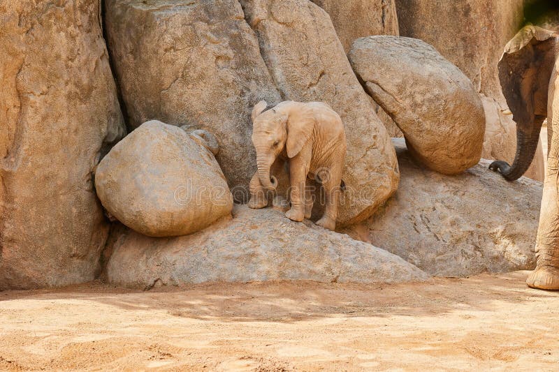 A Baby Elephant Climbs a Stone Stock Photo - Image of walking, park ...