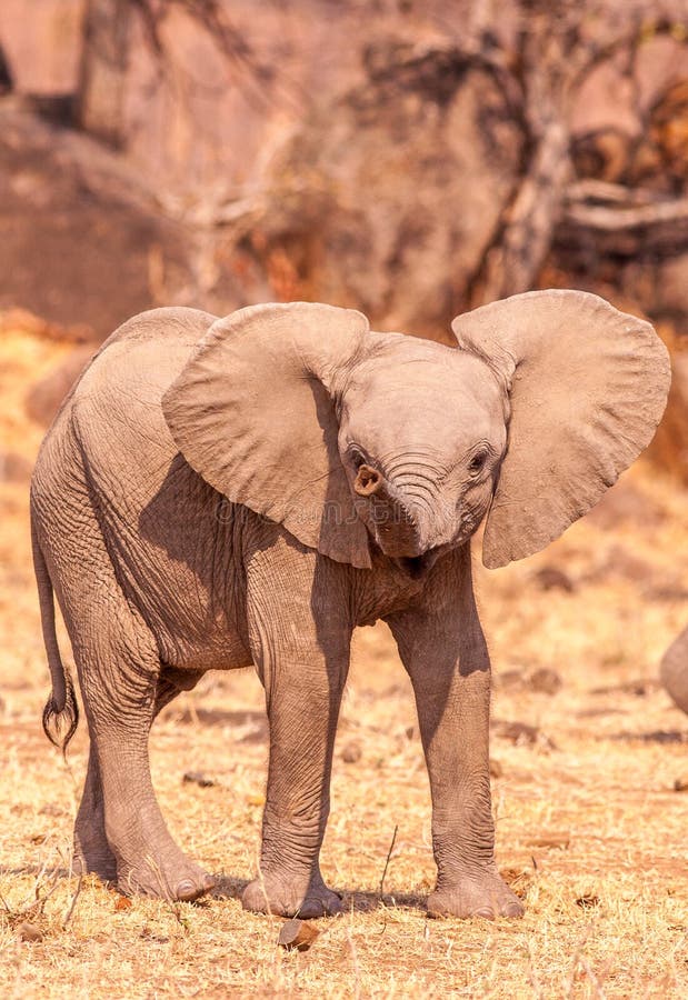 Cute Lion Cubs stock photo. Image of male, adorable, beautiful - 32823934