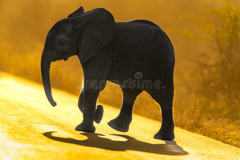 Baby Elephant Dancing at Sunset Stock Image - Image of golden, safari ...