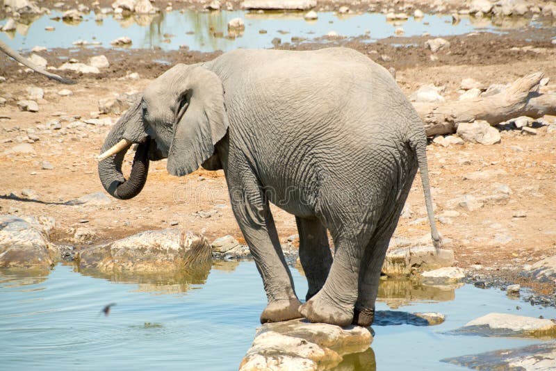 Baby Elephant Drinking from a Water Stock Photo - Image of bush ...