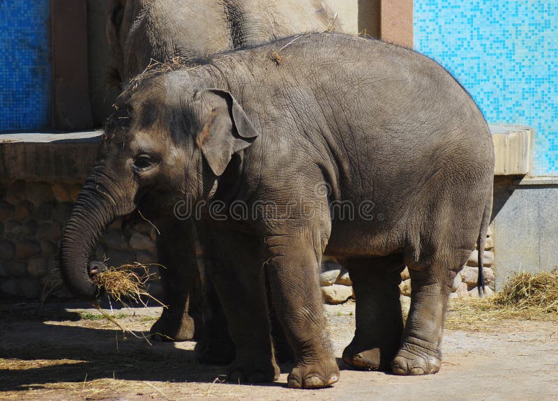 Baby elephant eating stock image. Image of female, wilderness - 24667871