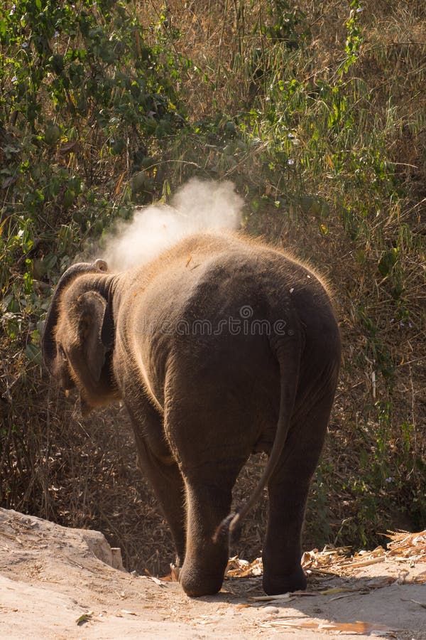 Baby elephant enjoy life stock image. Image of nature - 89683029
