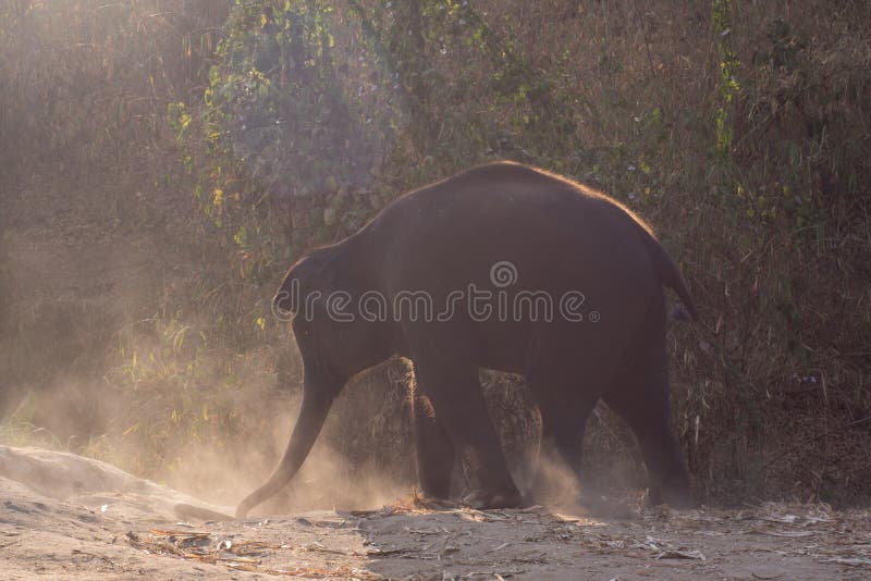 Baby elephant enjoy life stock image. Image of park, grazing - 89683621