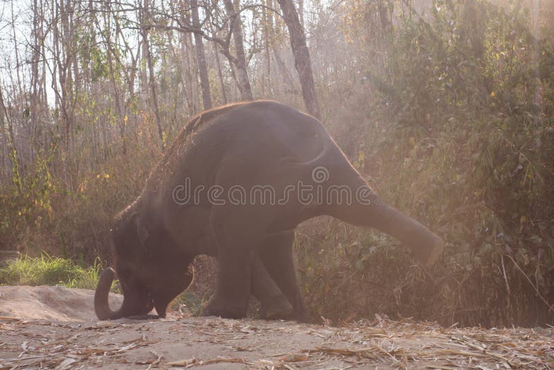 Baby elephant enjoy life stock image. Image of tusk, safari - 89683659