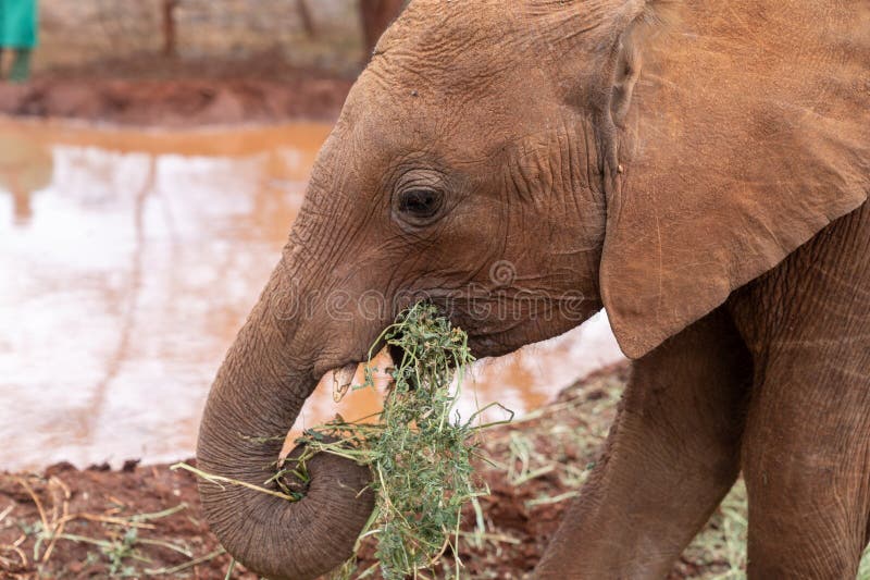 Baby Elephant Feasts and Eats Grass and Cabbage Stock Photo - Image of ...